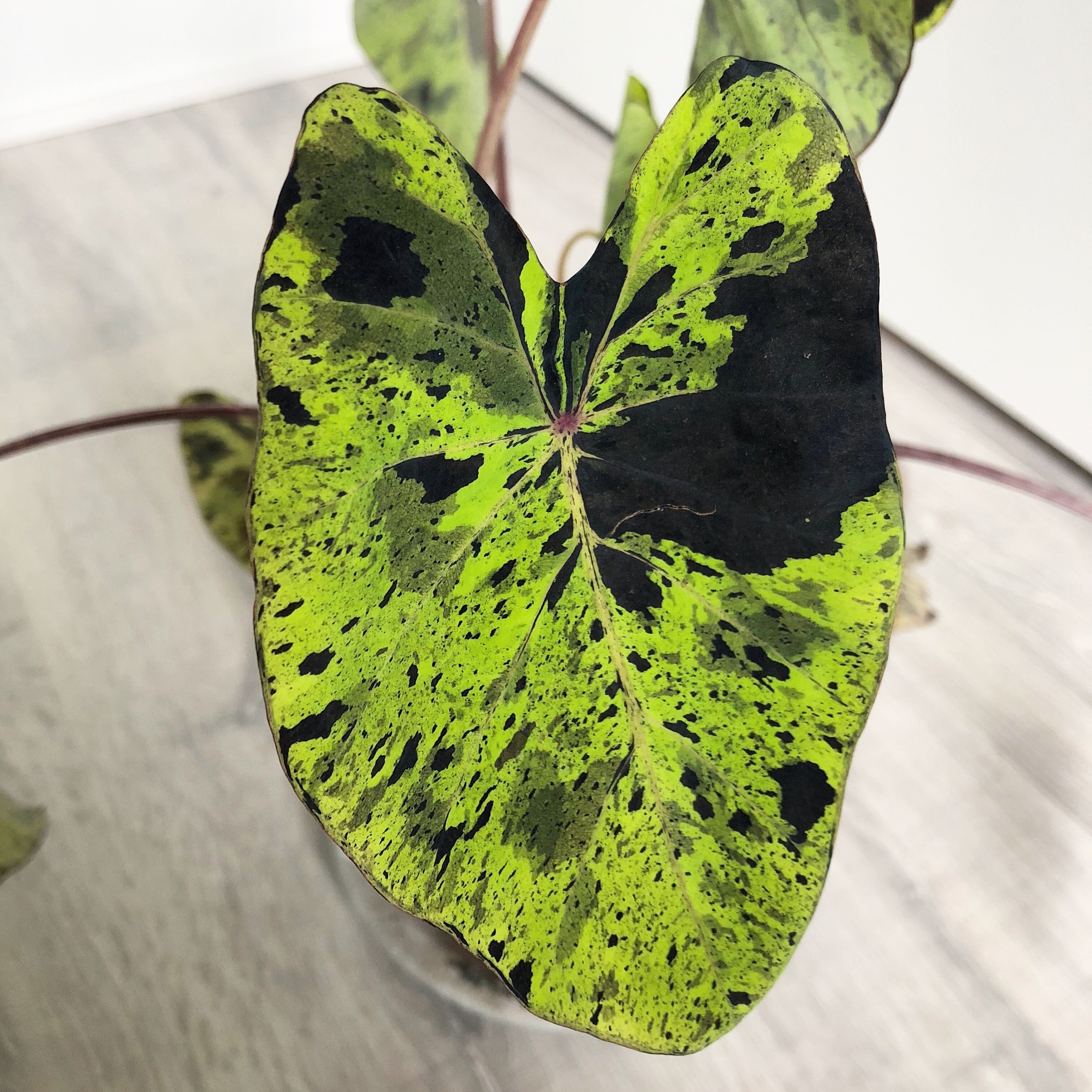 036. colocasia esculenta ‘mojito’ – lostinplantopia