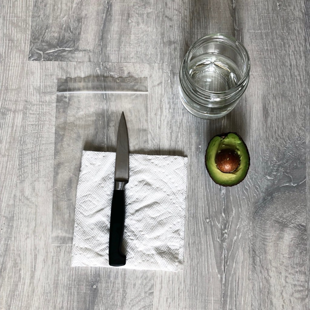 046. avocado seed germination – lostinplantopia